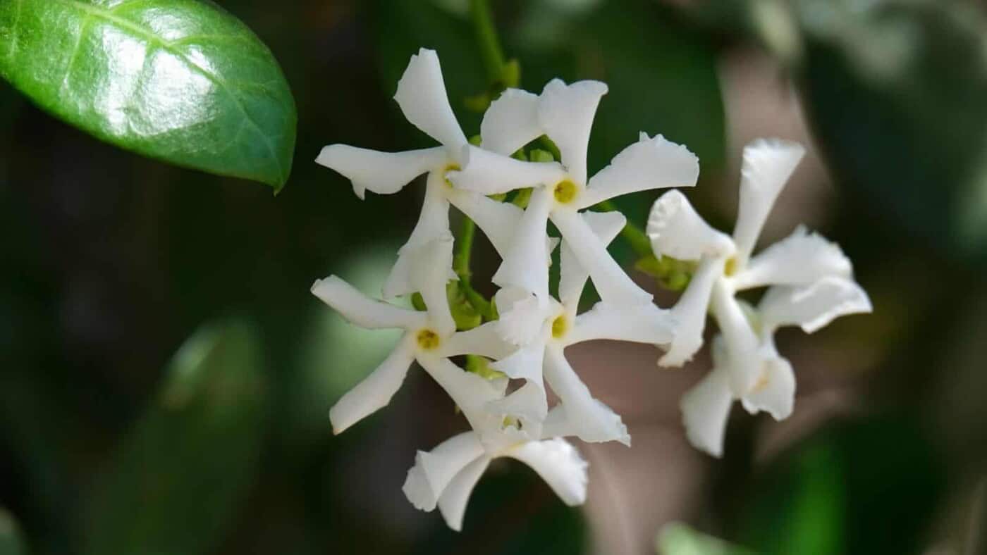 How to Grow and Care for Star Jasmine (Complete Guide)