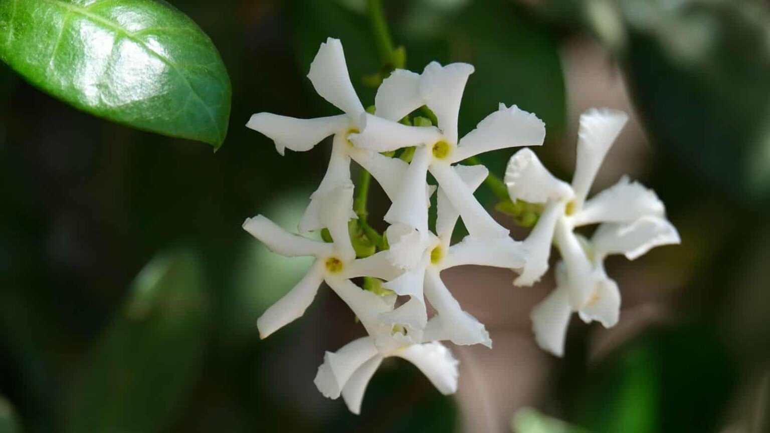How to Grow and Care for Star Jasmine (Complete Guide)
