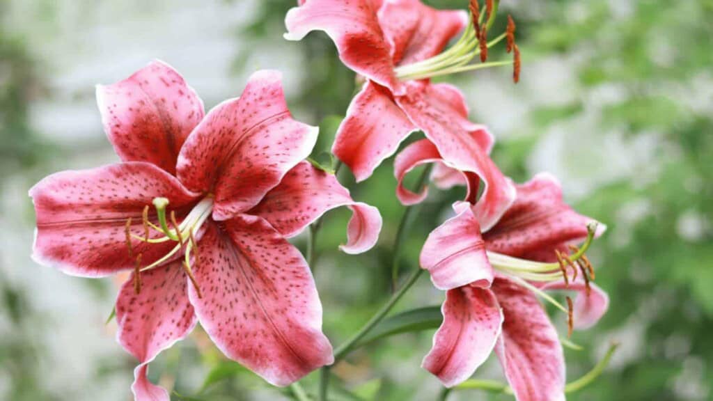 How to Grow and Care for 'Stargazer Lily' (Complete Guide)