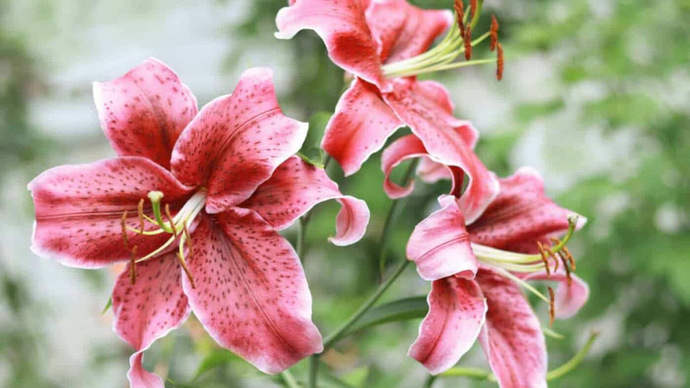 How to Grow and Care for 'Stargazer Lily' (Complete Guide)