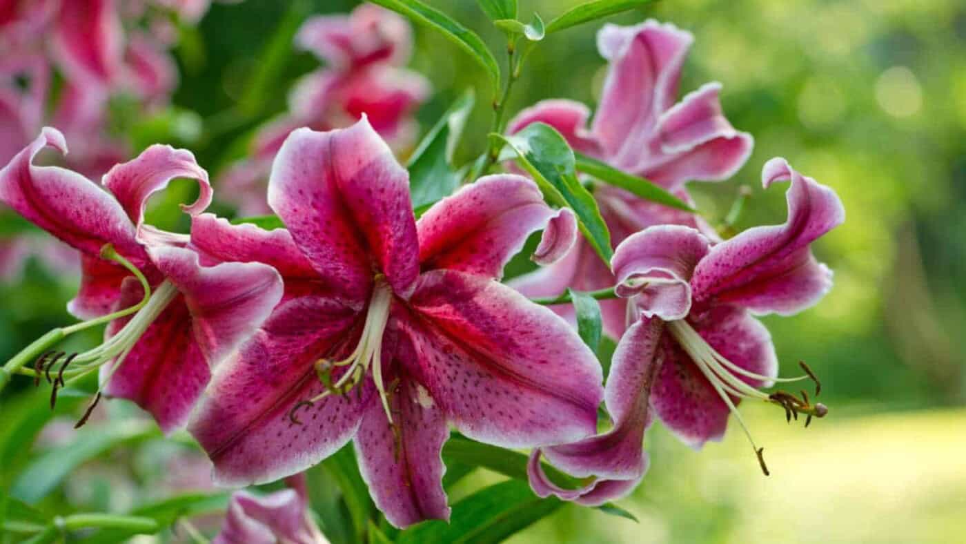 How to Grow and Care for 'Stargazer Lily' (Complete Guide)