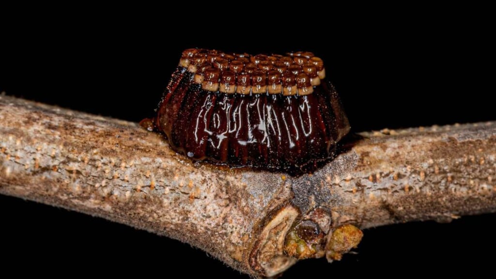 Assassin Bug: What Are They and How to Get Rid of Them