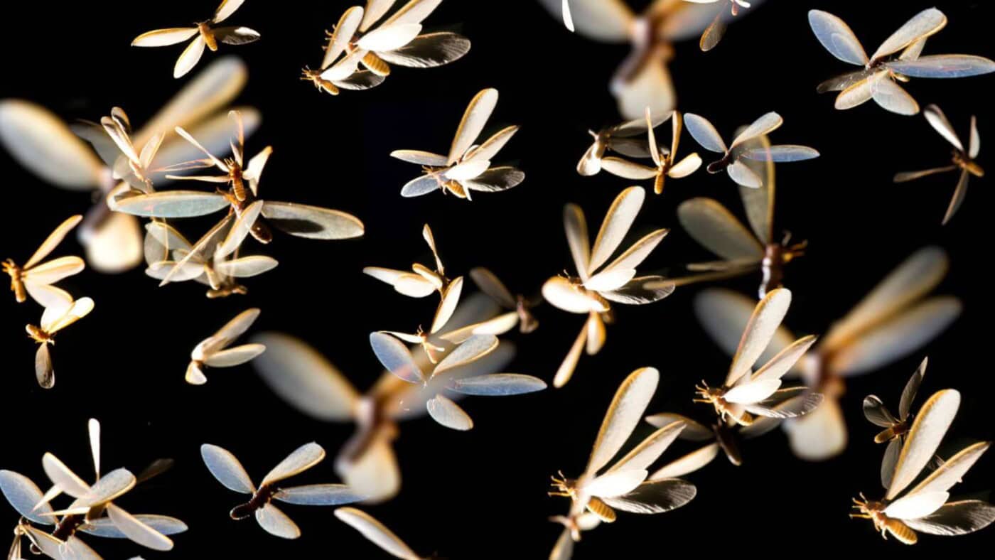 Termites With Wings: What Are They + How to Get Rid of Them