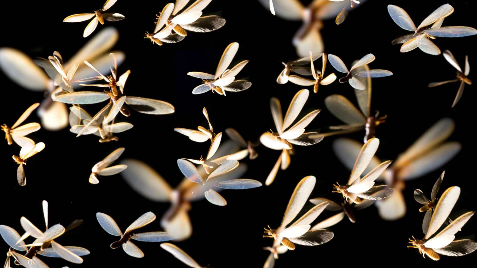 Termites With Wings: What Are They + How to Get Rid of Them