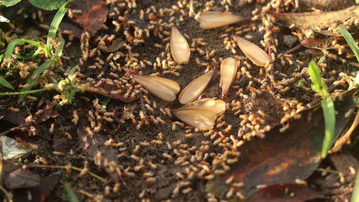 Termites With Wings: What Are They + How to Get Rid of Them