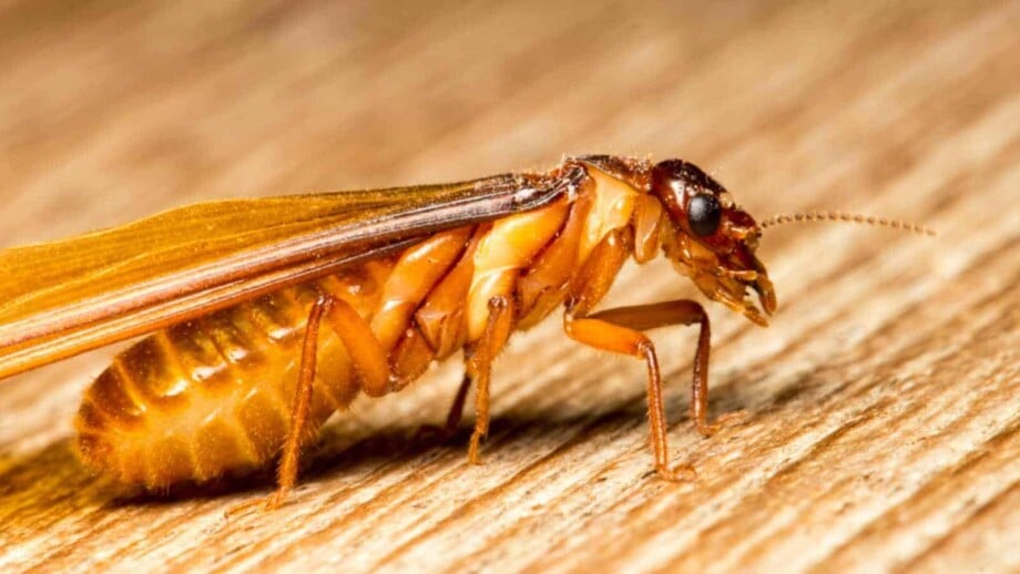 Termites With Wings: What Are They + How to Get Rid of Them