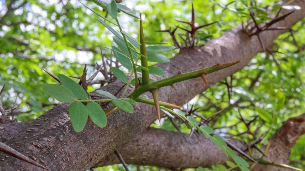 Honey Locust: Description, Types, and Care Tips (Full Guide)