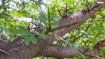 Honey Locust: Description, Types, and Care Tips (Full Guide)