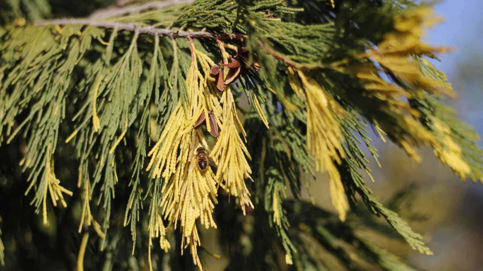 How to Plant, Grow, and Care for Arborvitae Trees Properly