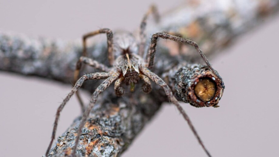 Hobo Spider: Identification, Habits, and Effective Control Methods