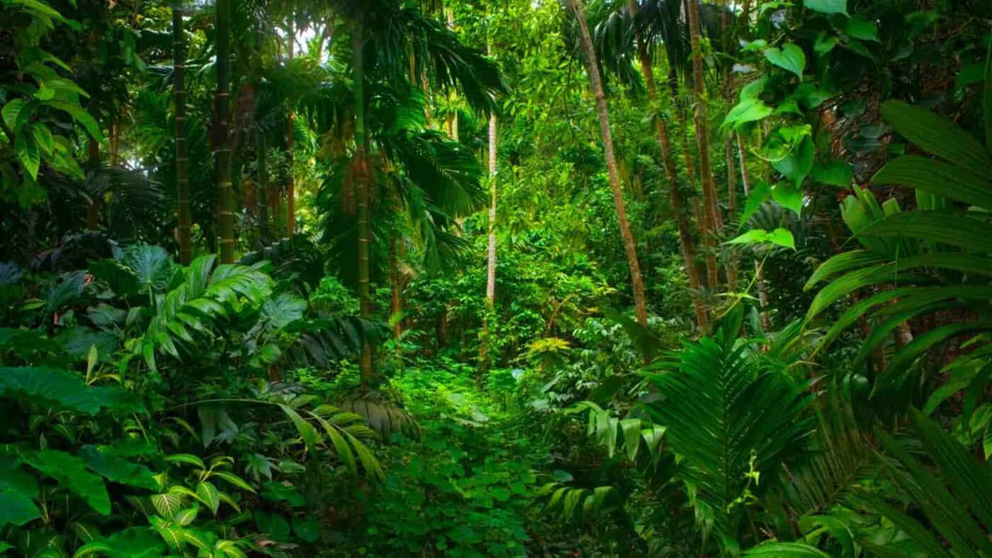 Explore Photos of Tropical Rainforest Plants: Types & Adaptations