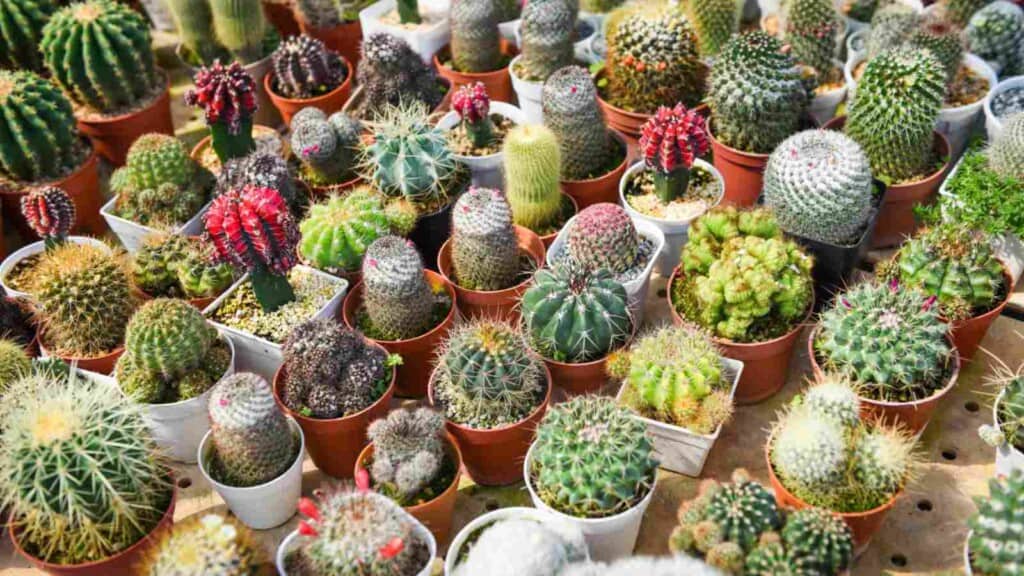 33 Best Popular Types of Cactus You Can Grow at Home