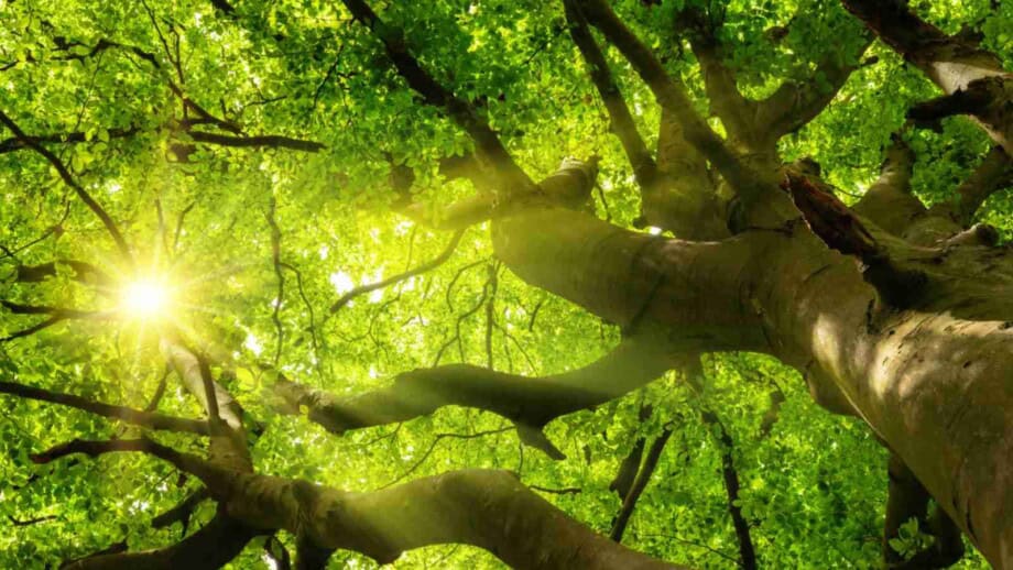 Beech Tree: Description, Types, and Care Tips