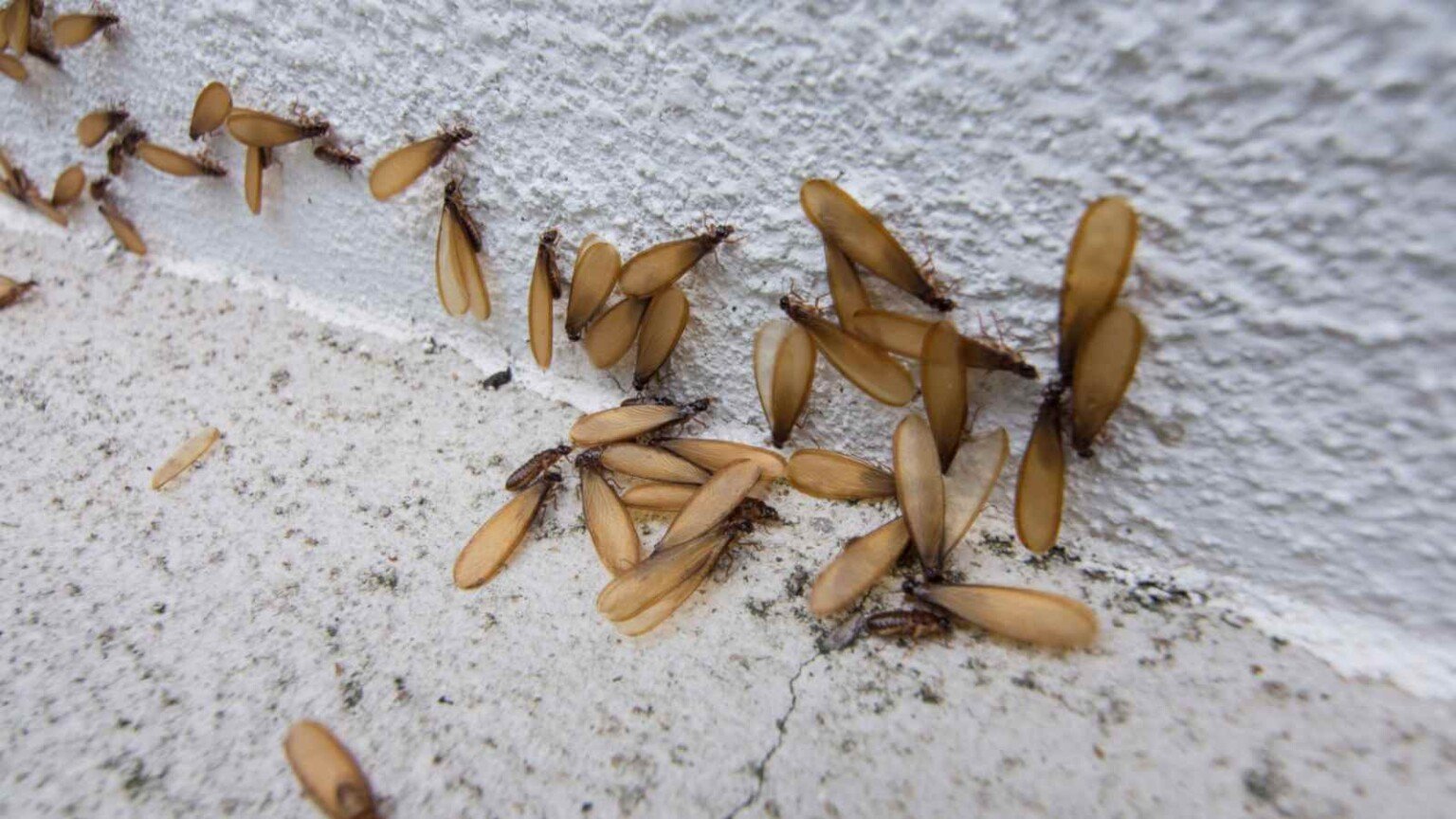 Termites With Wings: What Are They + How to Get Rid of Them