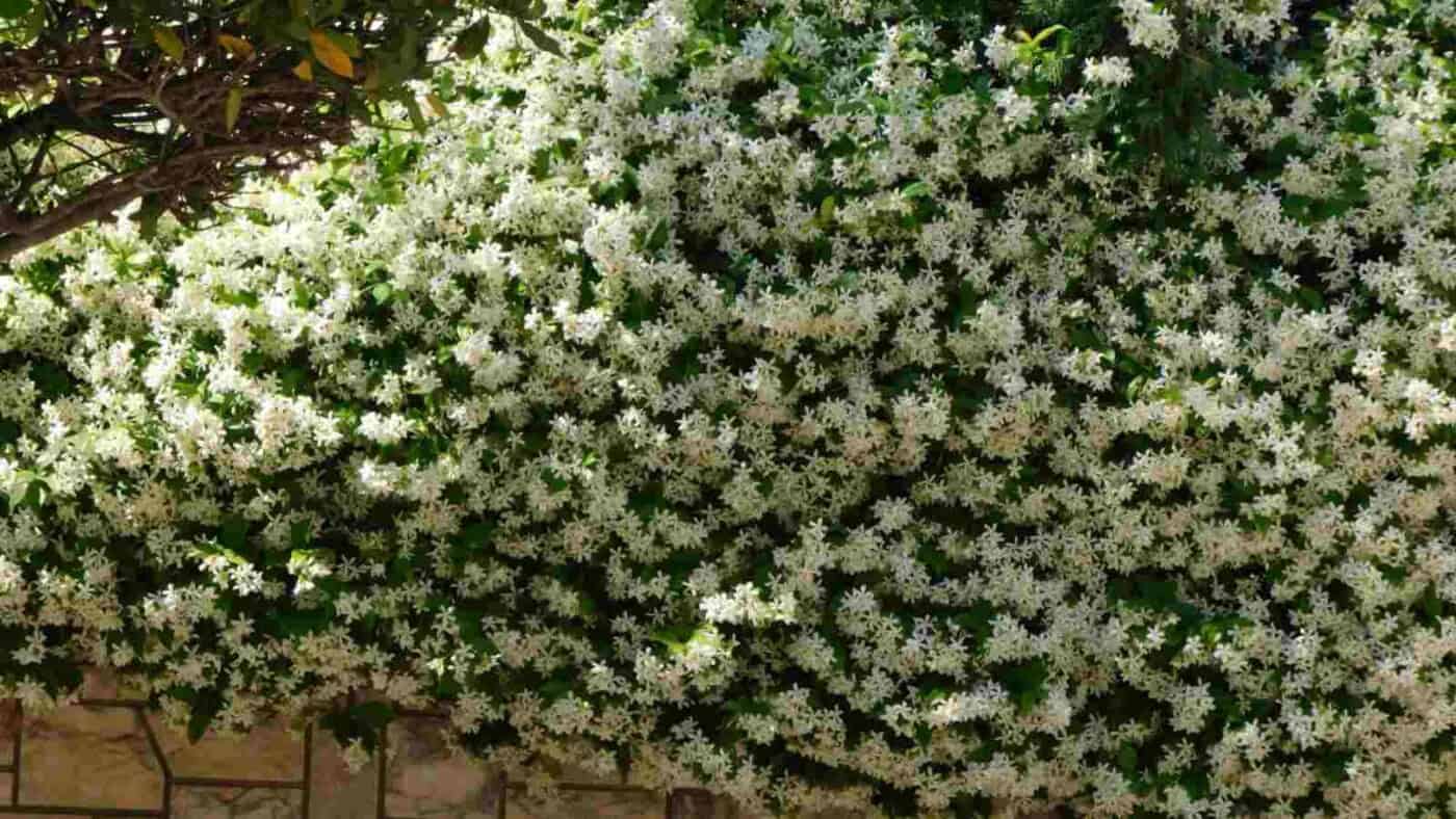 How to Grow and Care for Star Jasmine (Complete Guide)
