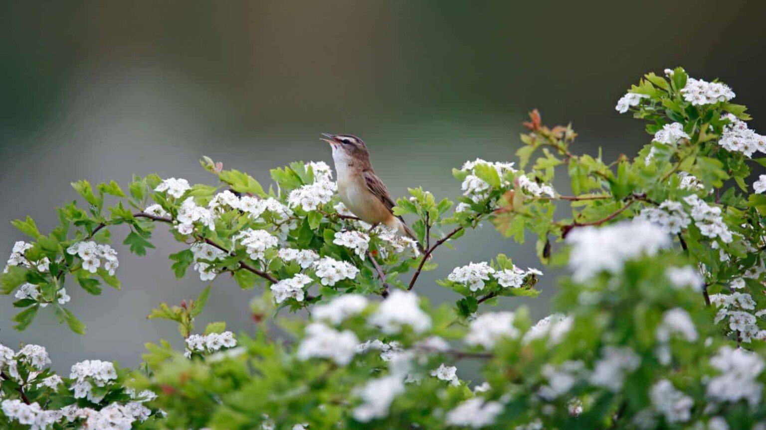 How to Grow and Care for a Hawthorn Tree (Complete Guide)