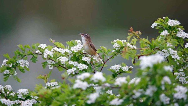 How to Grow and Care for a Hawthorn Tree (Complete Guide)
