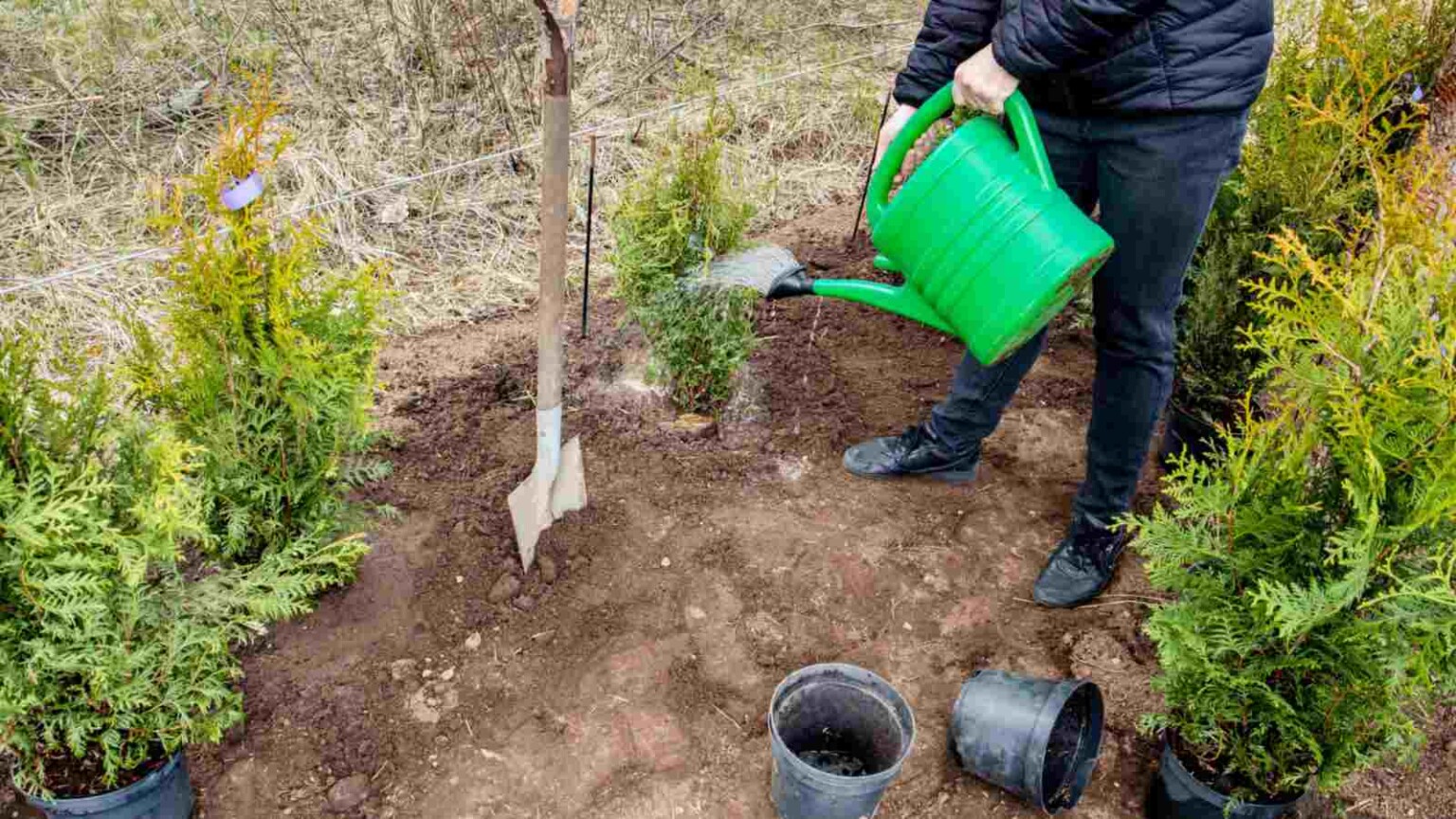 How to Plant, Grow, and Care for Arborvitae Trees Properly