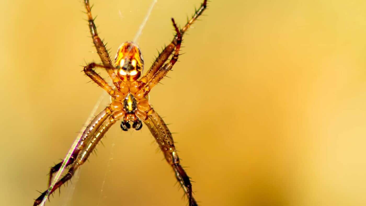 Hobo Spider: Identification, Habits, and Effective Control Methods