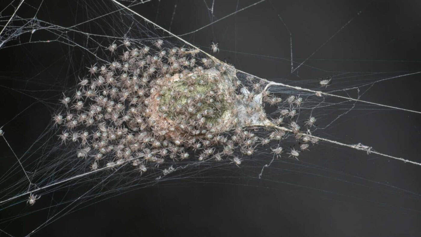 Everything You Need to Know About Yellow Sac Spider