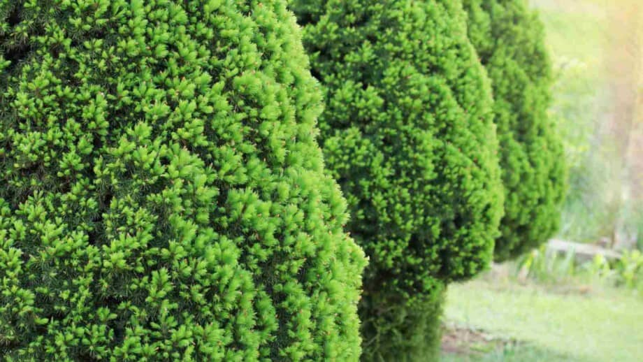 49 Best Evergreen Trees for Your Yard (with Pictures)