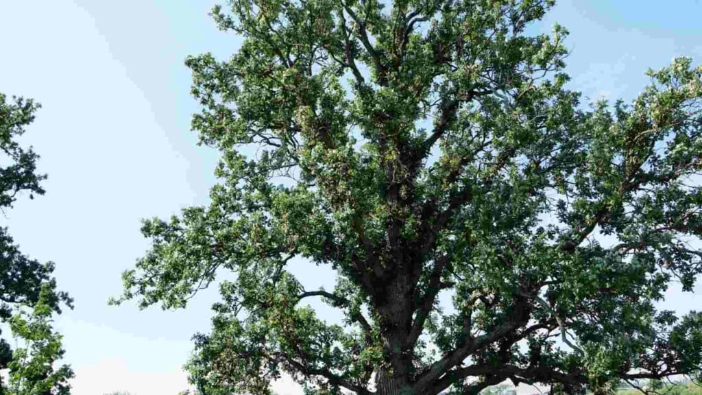 White Oak Tree: Description, Types, Uses, and Care Tips