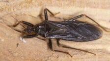 Assassin Bug: What Are They and How to Get Rid of Them