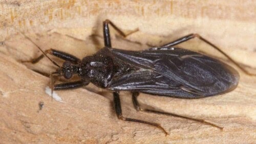 Assassin Bug: What Are They and How to Get Rid of Them