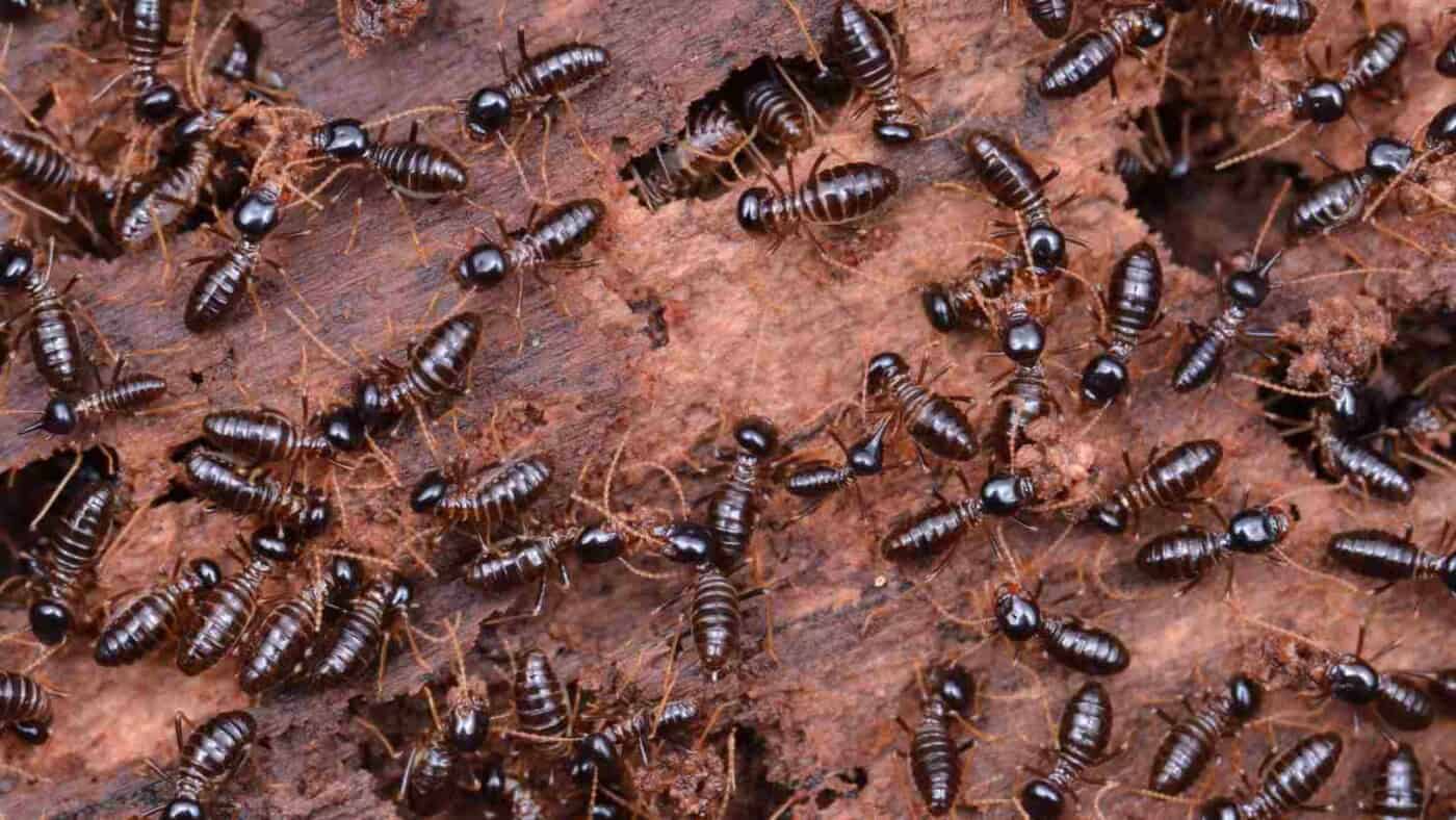 What Do Termites Look Like? Plus, Bugs That Look Like Them