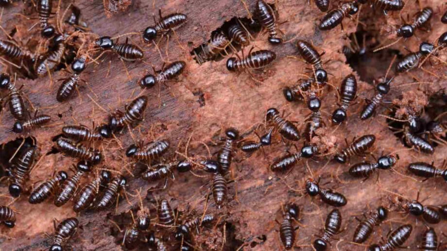 What Do Termites Look Like? Plus, Bugs That Look Like Them