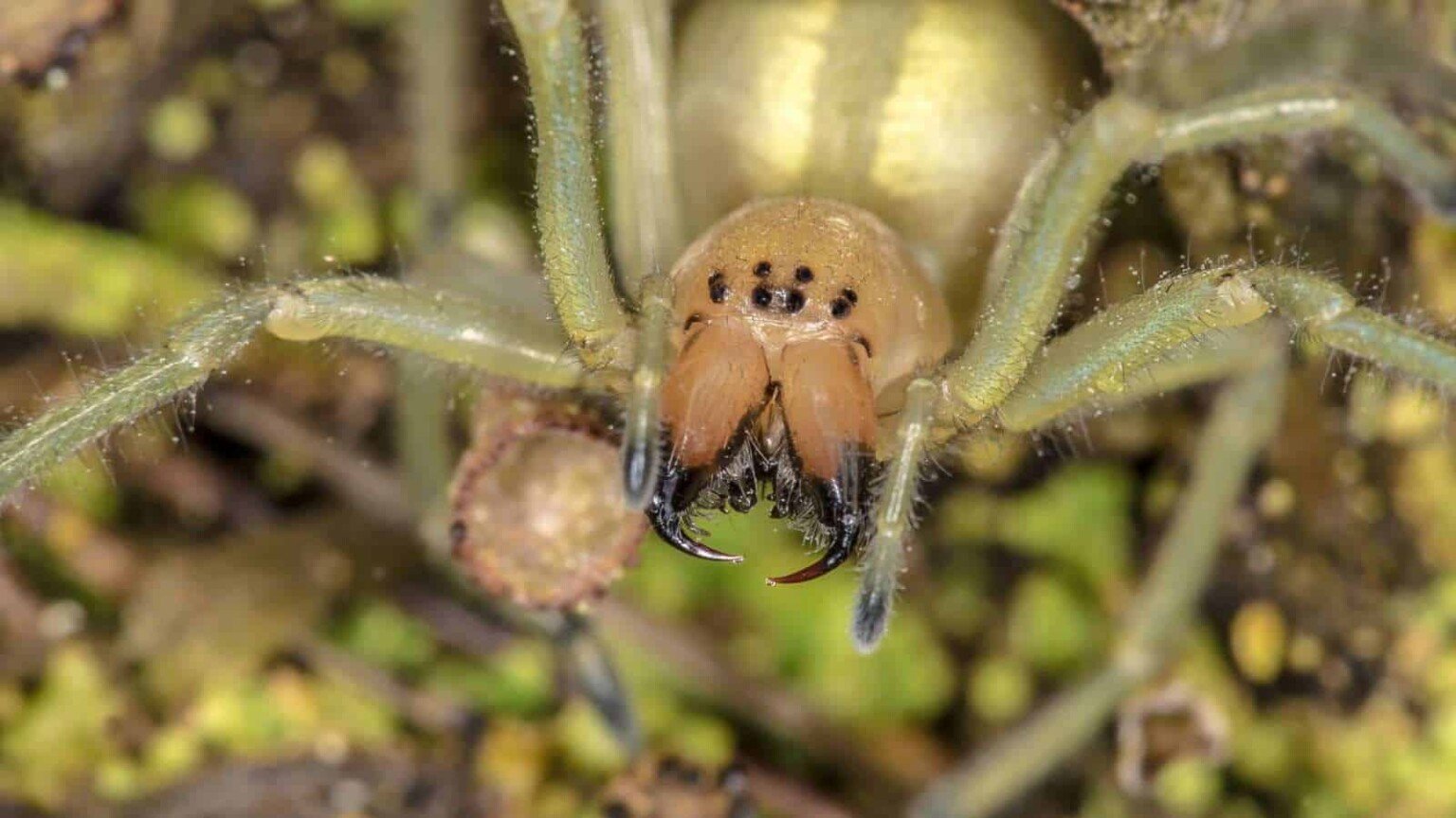 Everything You Need to Know About Yellow Sac Spider