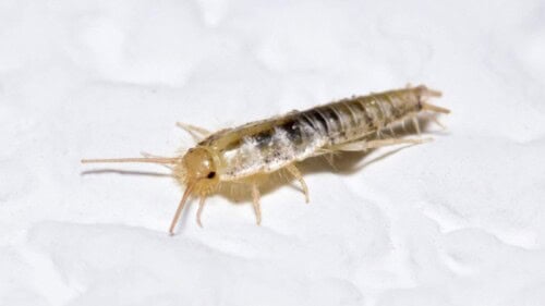 Silverfish Bug: What Are They and How To Get Rid of Them? | Planet Natural