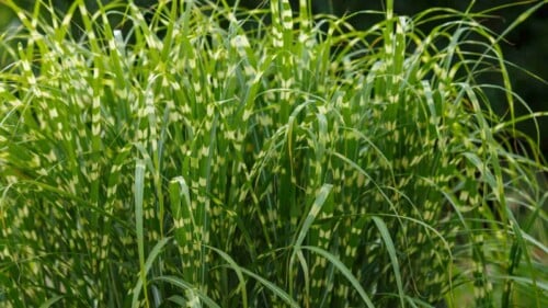 How To Grow and Care For Zebra Grass (Complete Guide)