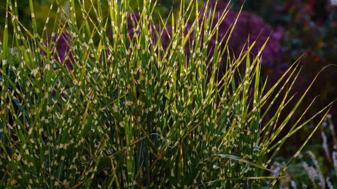 How To Grow and Care For Zebra Grass (Complete Guide)