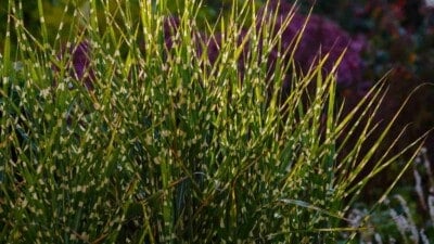 How To Grow and Care For Zebra Grass (Complete Guide)