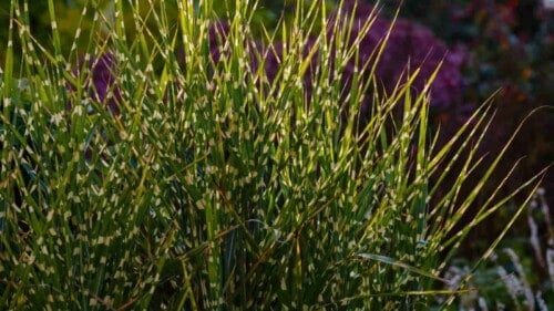 How To Grow and Care For Zebra Grass (Complete Guide)
