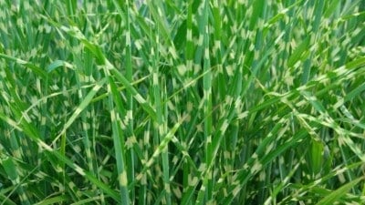 How To Grow and Care For Zebra Grass (Complete Guide)