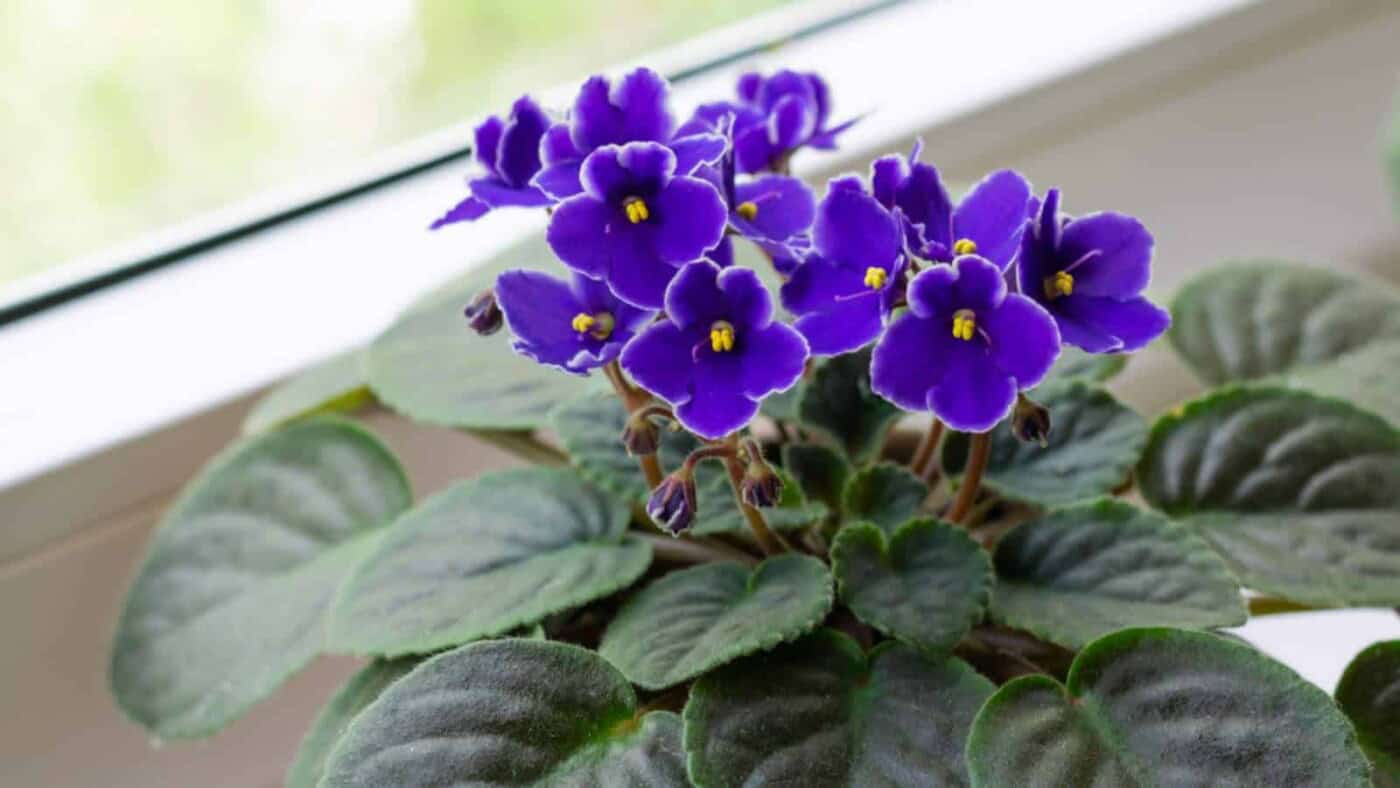 Top 15 Flowering Plants to Propagate Through Stem Cuttings
