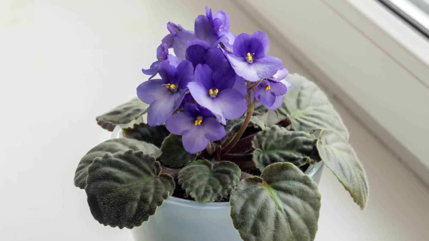 Winter Wonderland at Home: 17 Blooming Houseplants for All-Year Color