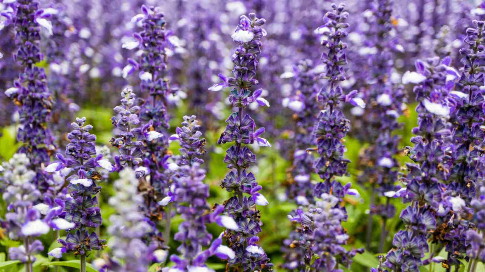 97 Purple Flowers (with Photos & Names) for Your Home & Garden