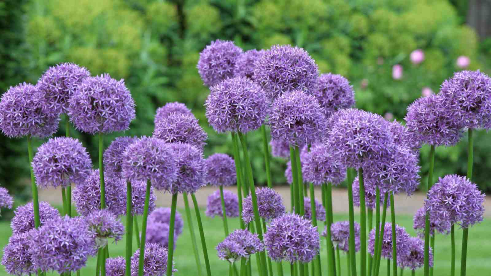 Names Of Purple Flowers Purple Colour Flower Names A List To Make