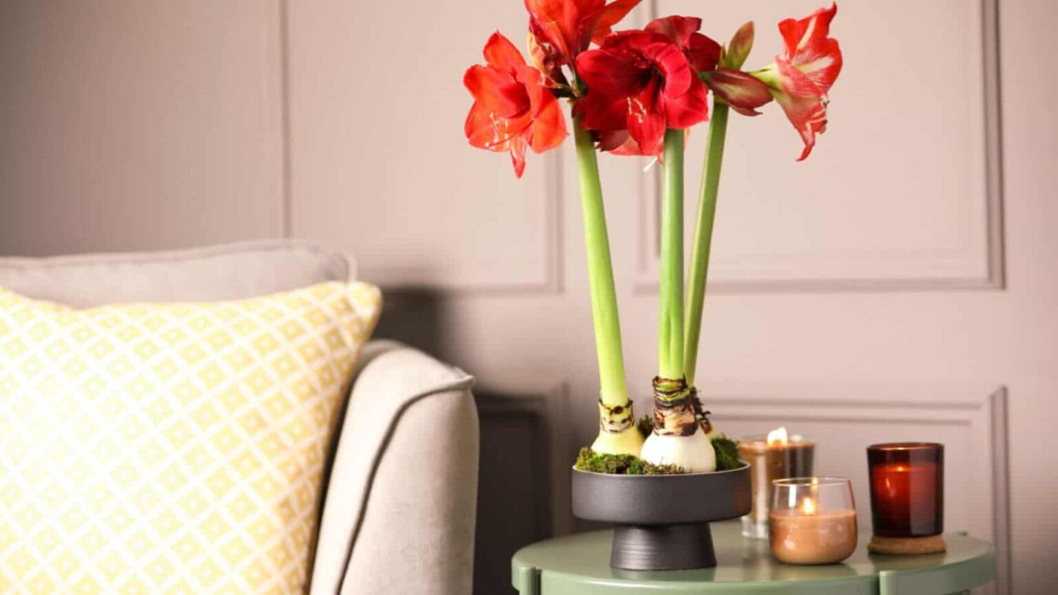 Rootless Radiance: 12 Flowers That Defy Soil Norms