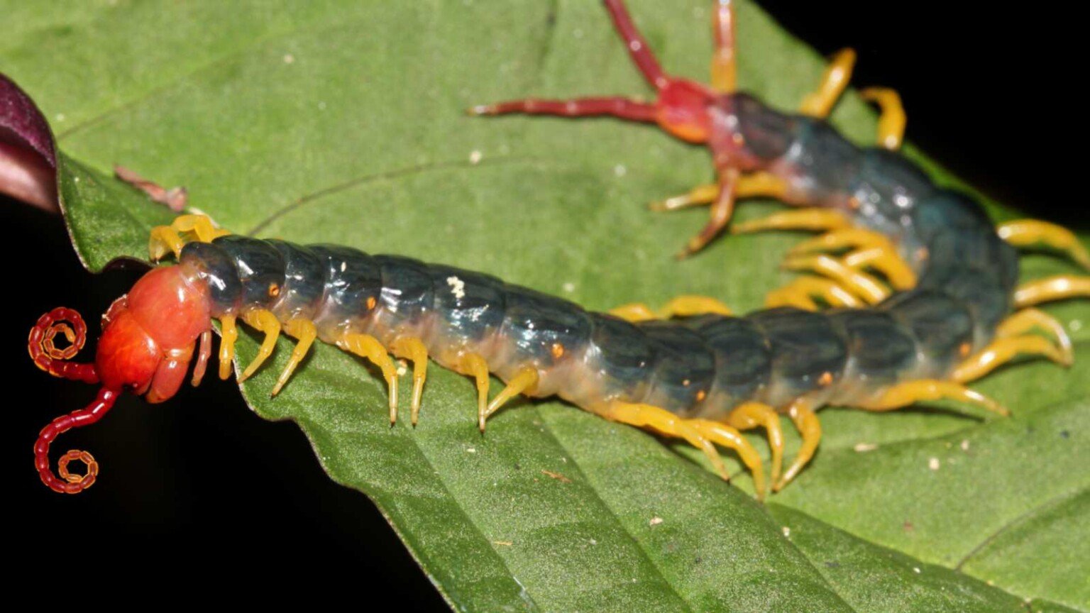 Centipede: Complete Guide to Centipedes (Inside and Outside)