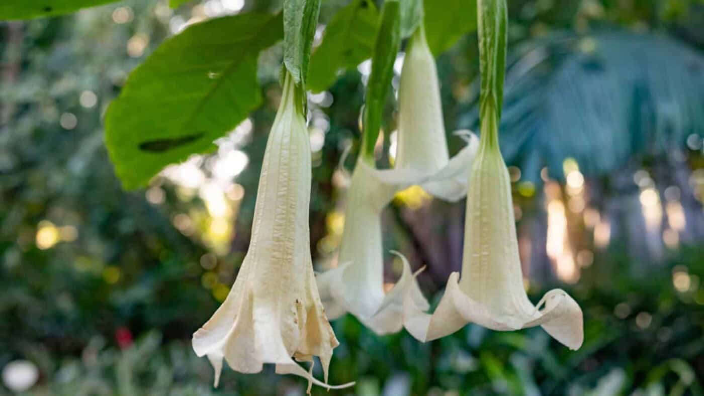 15 Flowers That Look Like Bells to Elevate Your Outdoor Space