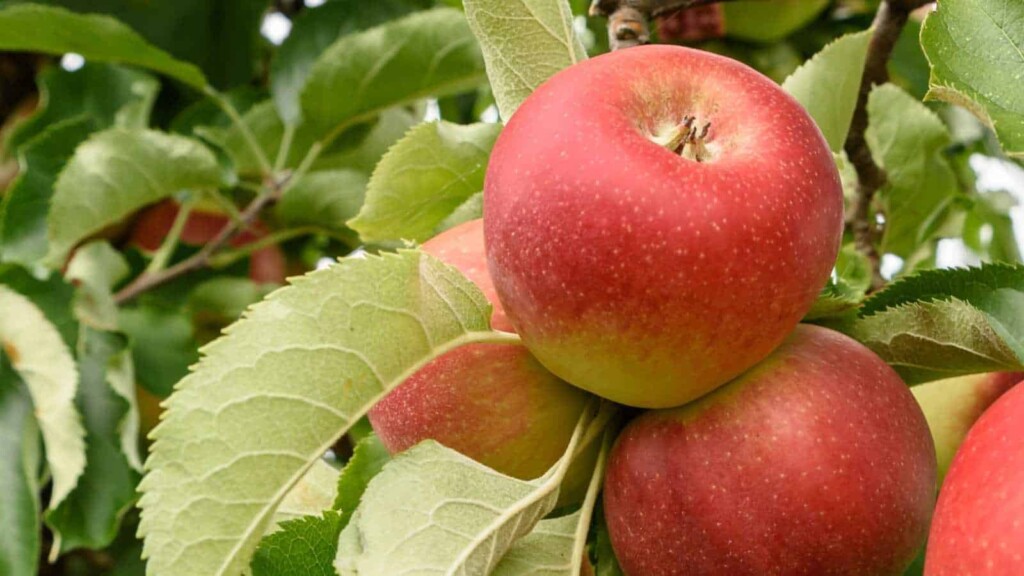 The Best Fast-Growing Fruit Trees for Your Garden - Complete List