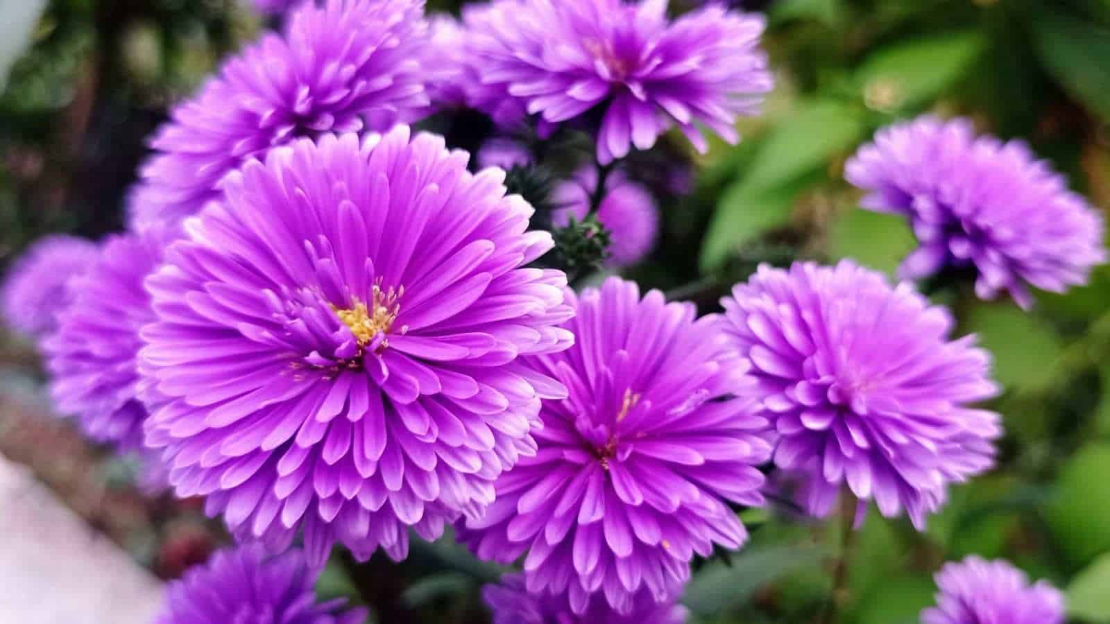 97 Purple Flowers (with Photos & Names) for Your Home & Garden