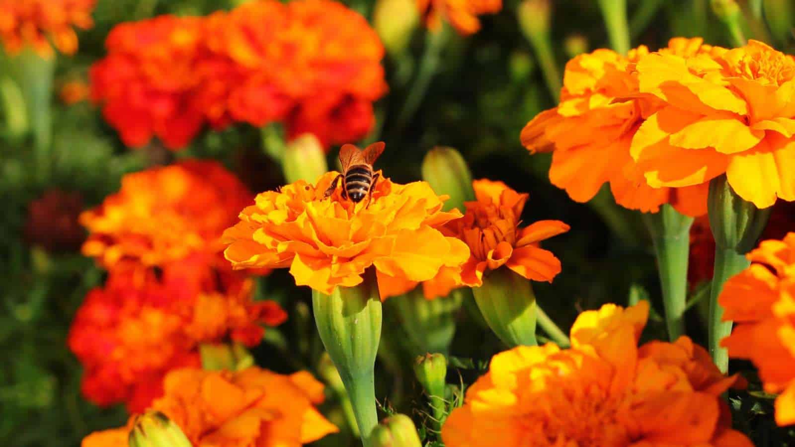 Beyond Beauty: Unveiling 11 Marvels of Marigolds