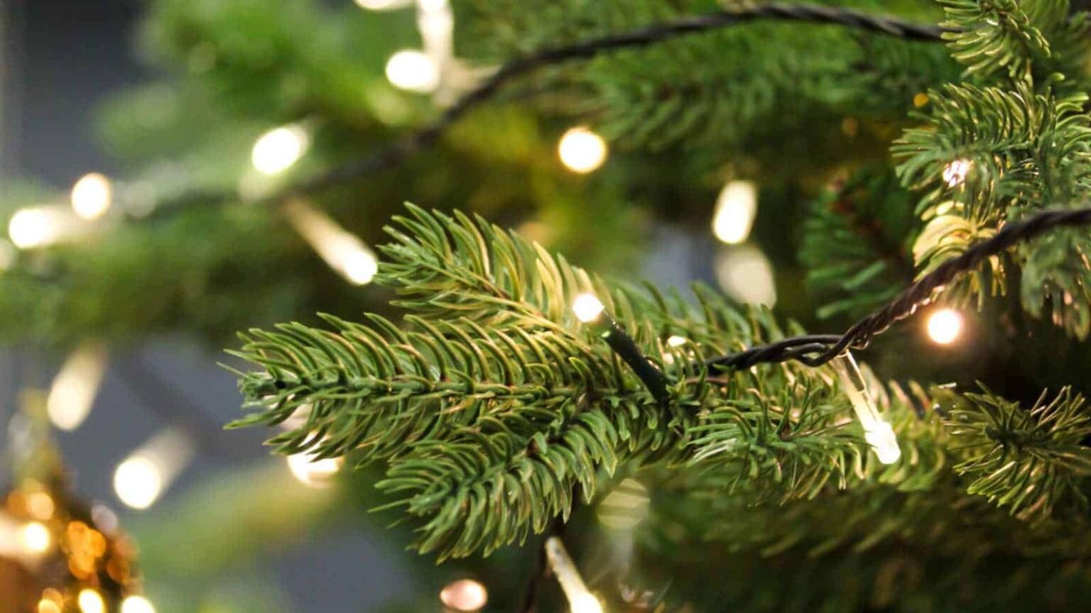 11 Secrets to a Hydrated and Happy Christmas Tree