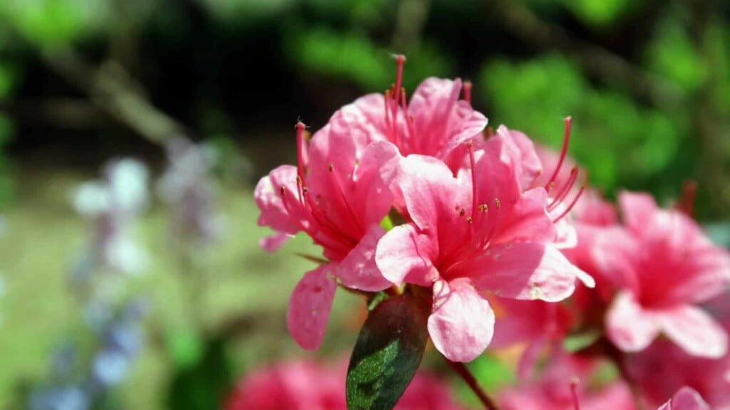 Flowers That Dance in the Wind: 14 Wind-Tolerant Beauties