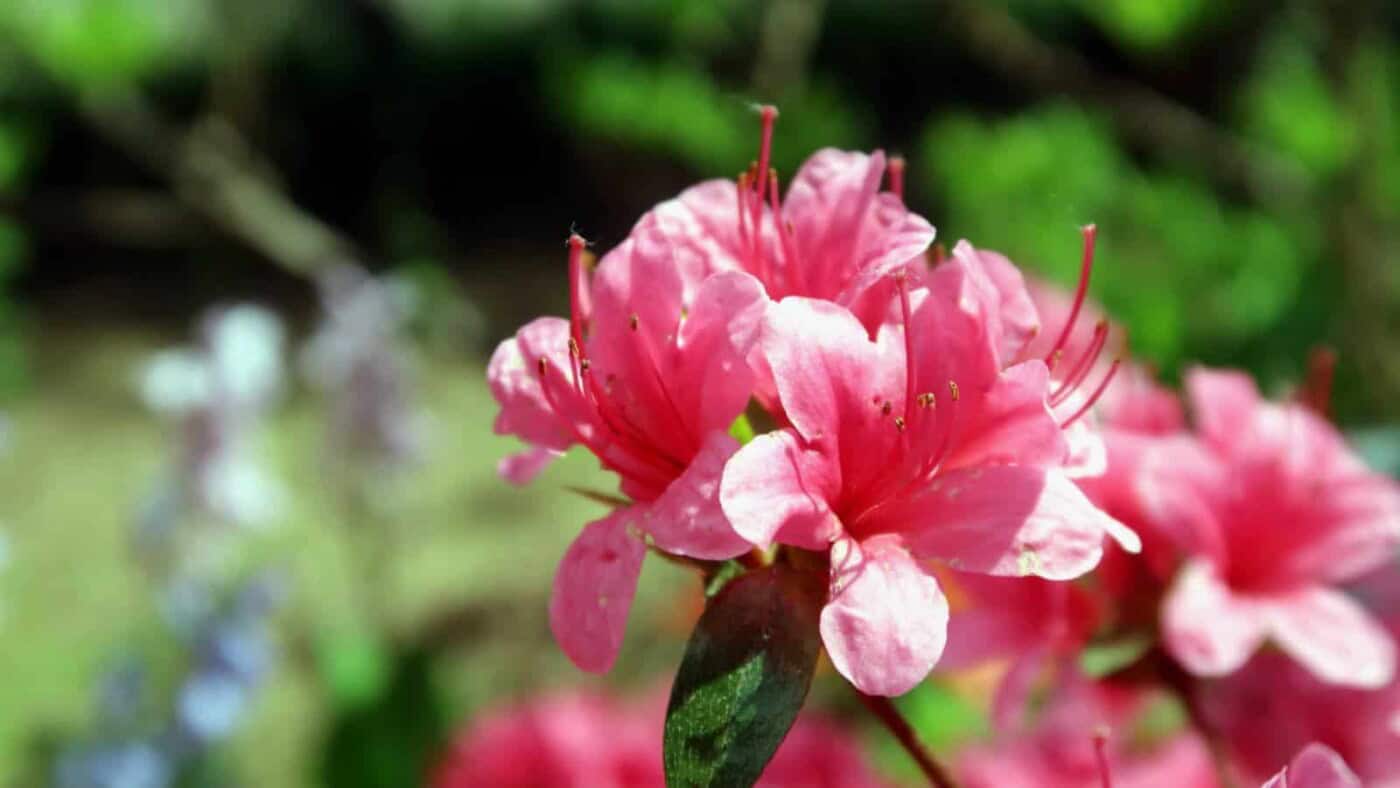 Flowers That Dance in the Wind: 14 Wind-Tolerant Beauties